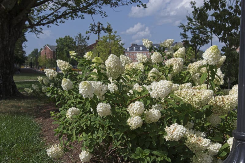 Full Blooms on Hydrandea Bush Stock Image - Image of leaves, flora ...