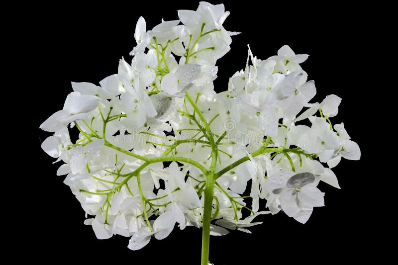 Hydrangea Bush Flower on a Black Background Stock Image - Image of ...