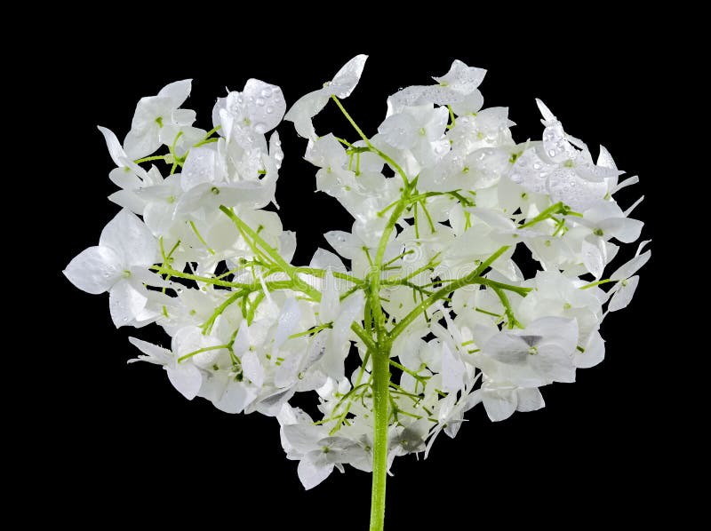 Hydrangea Bush Flower on a Black Background Stock Image - Image of ...