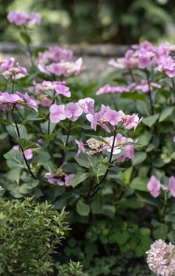 Hydrangea bush wallpaper stock image. Image of back - 273429499