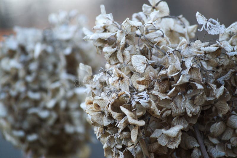 Hydrangea bush at winter stock photo. Image of waiting - 64779838