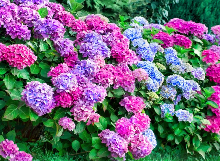 44,194 Floral Bushes Picks Stock Photos - Free & Royalty-Free Stock ...