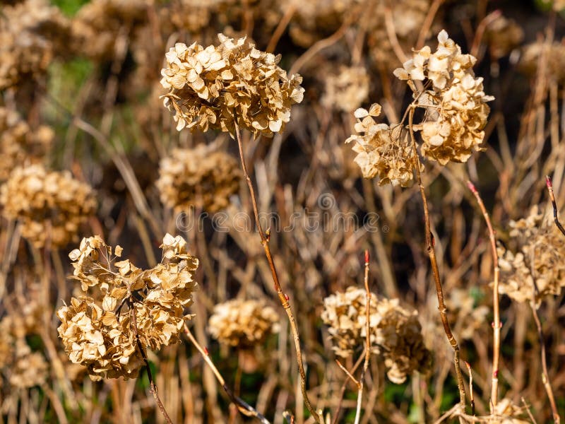 Hydrangea Bushes in Winter. Stock Photo - Image of head, fruit: 210343684