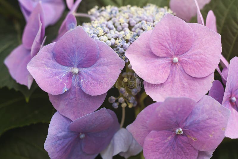 Hydrangea Chinensis Flowers Stock Image - Image of center, nature: 69918157