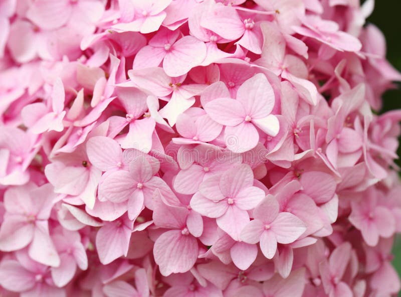 Hydrangea close up stock image. Image of flower, summer - 18117403