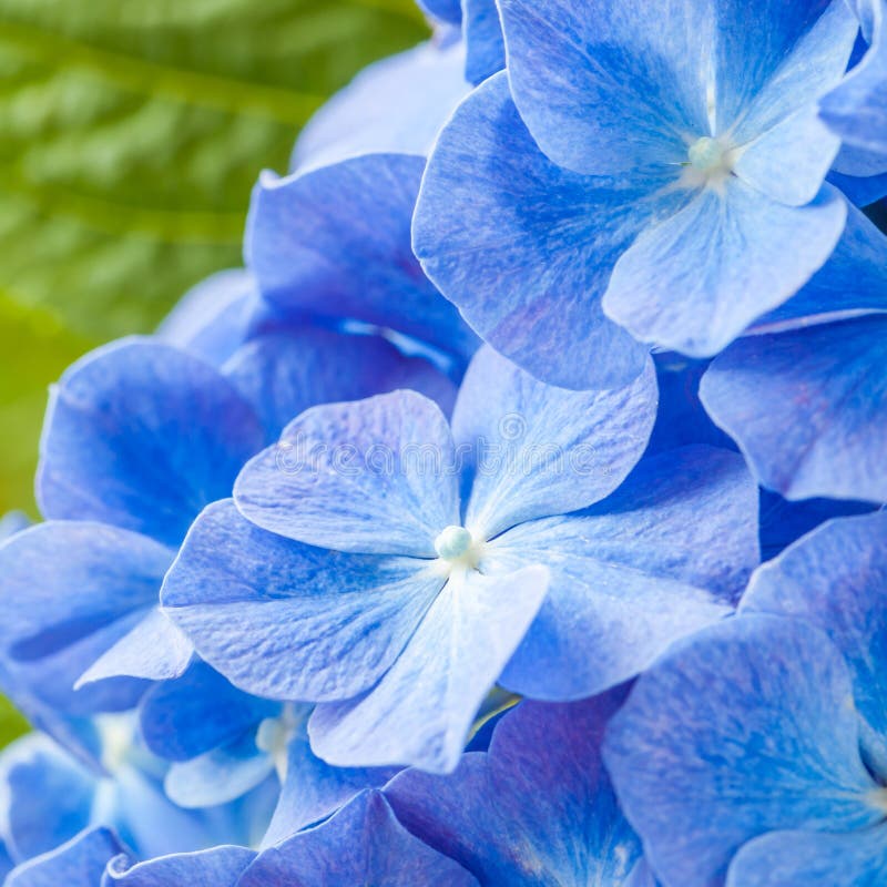 Blue Hydrangea Macrophylla Flower Isolated Stock Photo - Image of ...
