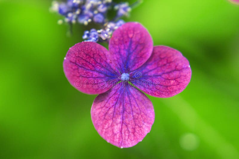 Hydrangea close up photo stock image. Image of summer - 96223875