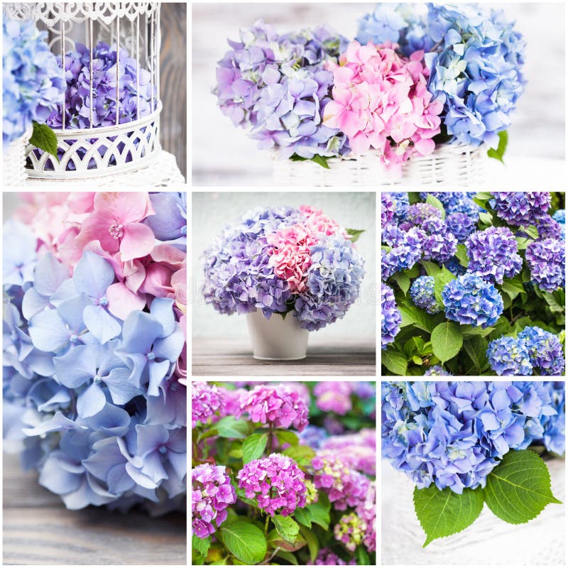 Hydrangea collage stock photo. Image of pink, blooming - 56313904