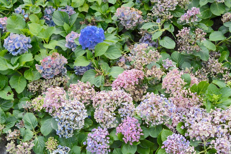 Colorful Hydrangea Macrophylla in the Wizard of Oz Garden Stock Photo ...