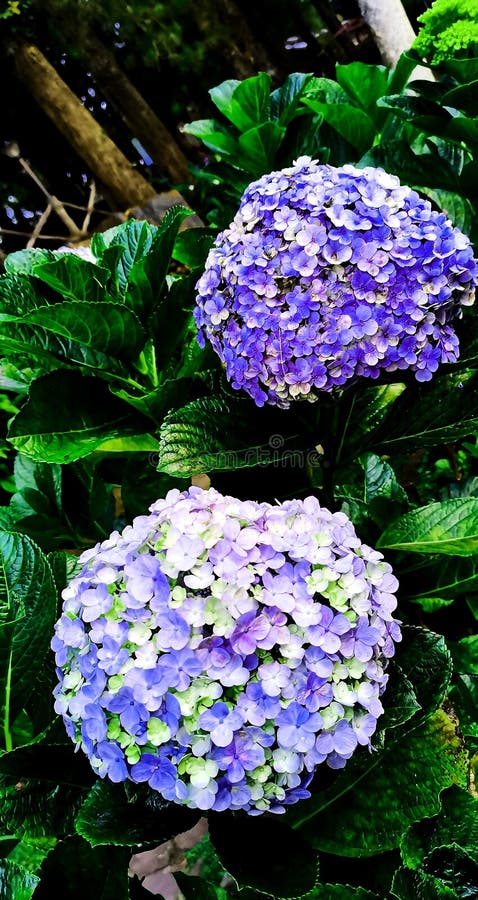 Hydrangea Common Name Hydrangea or Hortensia, a Very Beautiful Blooming ...