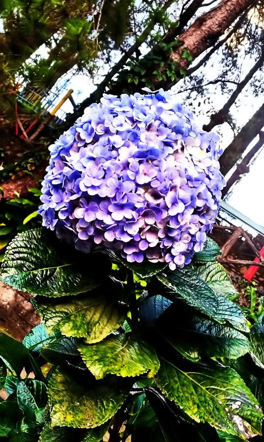 Hydrangea Common Name Hydrangea or Hortensia, a Very Beautiful Blooming ...
