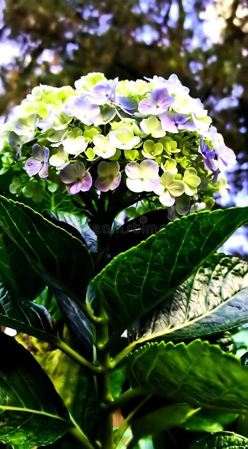 Hydrangea Common Name Hydrangea or Hortensia, a Very Beautiful Blooming ...