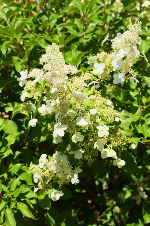 Hydrangea (common Names Hydrangea or Hortensia) Stock Image - Image of ...