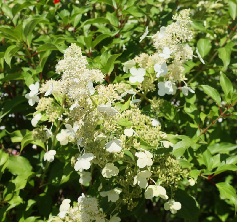 Hydrangea (common Names Hydrangea or Hortensia) Stock Photo - Image of ...