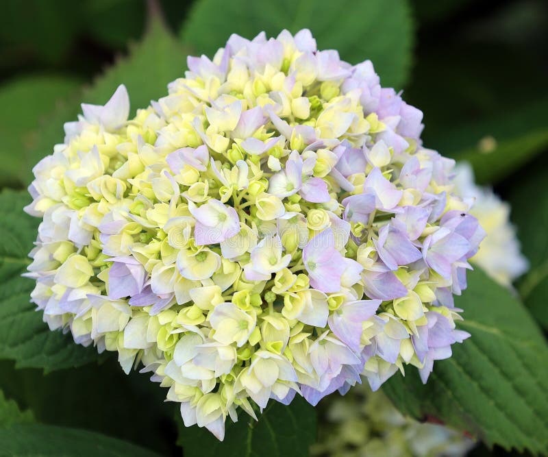 Hydrangea Common Names Hydrangea or Hortensia is a Genus of 70â€“75 ...