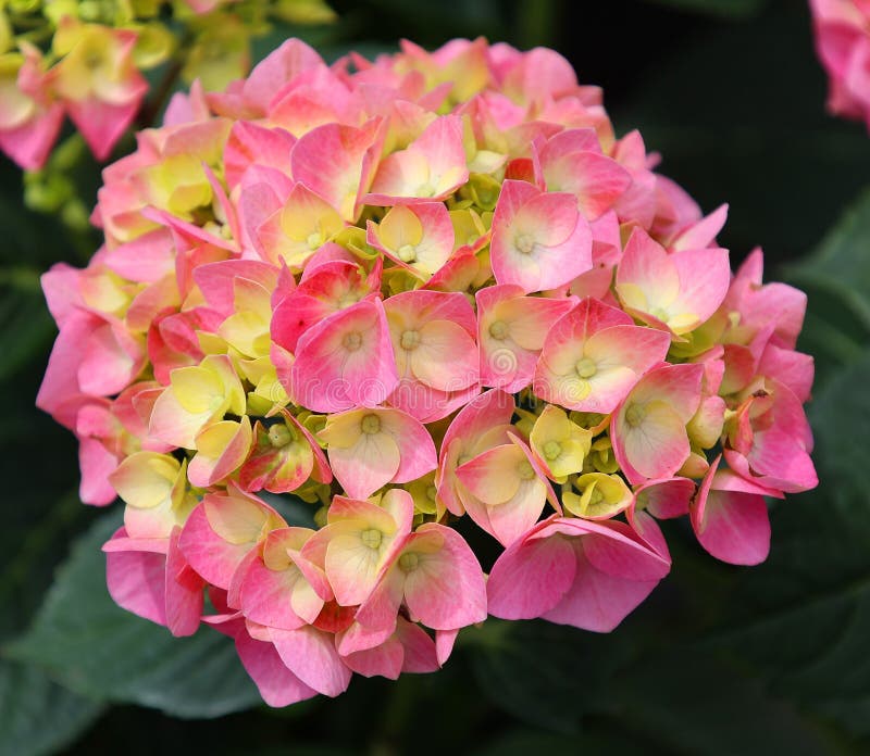 Hydrangea Common Names Hydrangea or Hortensia is a Genus of 70â€“75 ...