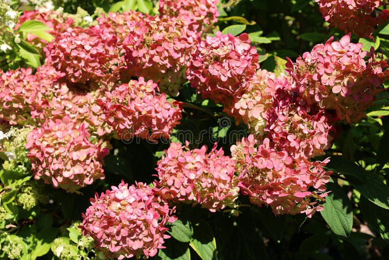 Hydrangea Common Names Hydrangea or Hortensia Stock Photo - Image of ...