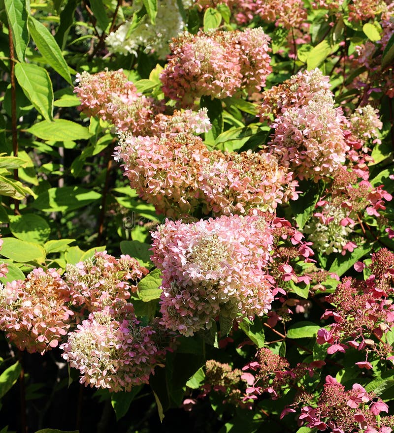 Hydrangea Common Names Hydrangea or Hortensia Stock Photo - Image of ...