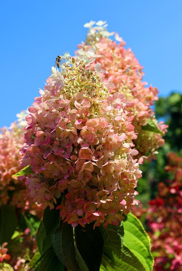 Hydrangea Common Names Hydrangea or Hortensia Stock Image - Image of ...