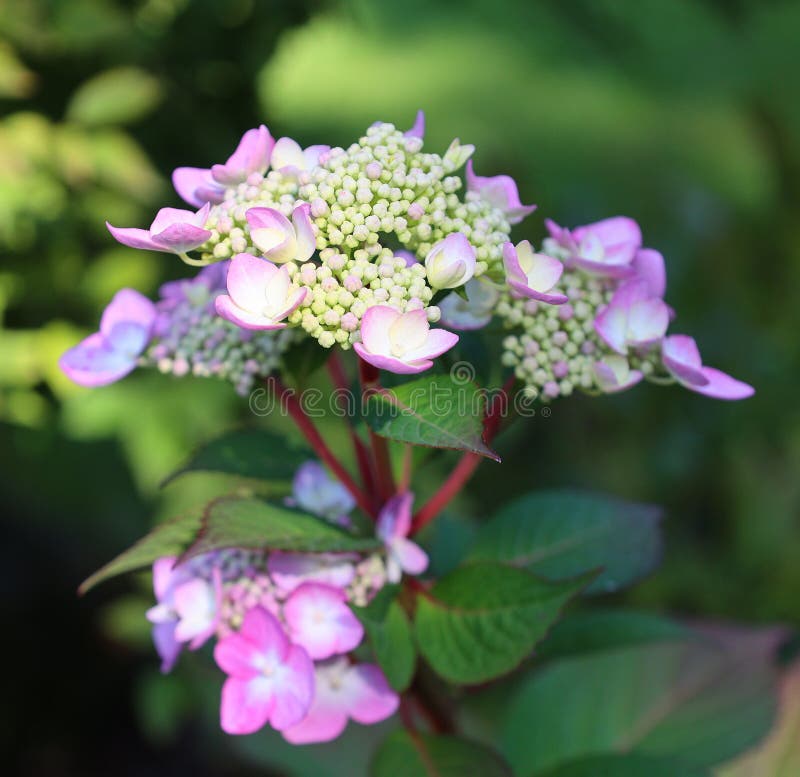 Hydrangea (common Names Hydrangea or Hortensia) Stock Image - Image of ...