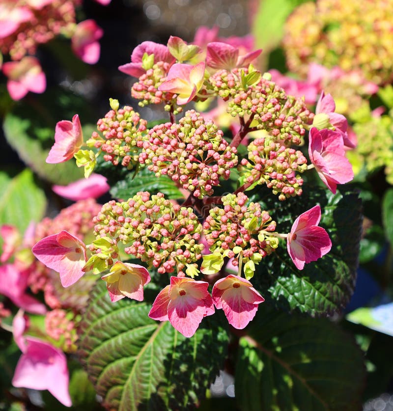 Hydrangea (common Names Hydrangea or Hortensia) Stock Image - Image of ...