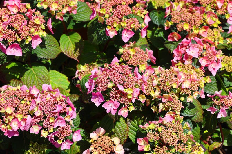 Hydrangea (common Names Hydrangea or Hortensia) Stock Photo - Image of ...