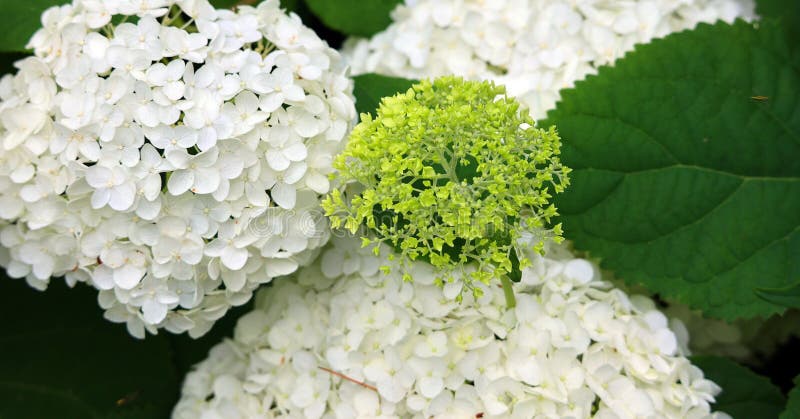Hydrangea (common Names Hydrangea or Hortensia) Stock Image - Image of bouquet, botanic: 329820687