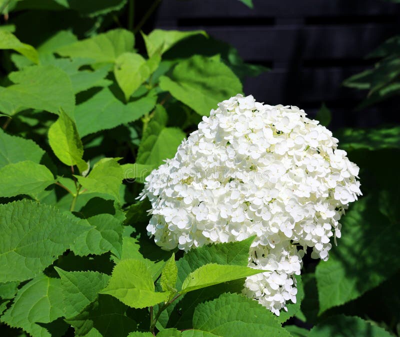 Hydrangea (common Names Hydrangea or Hortensia) Stock Image - Image of ...