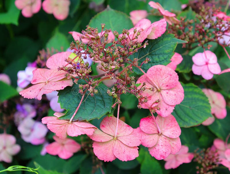 Hydrangea (common Names Hydrangea or Hortensia) Stock Image - Image of ...