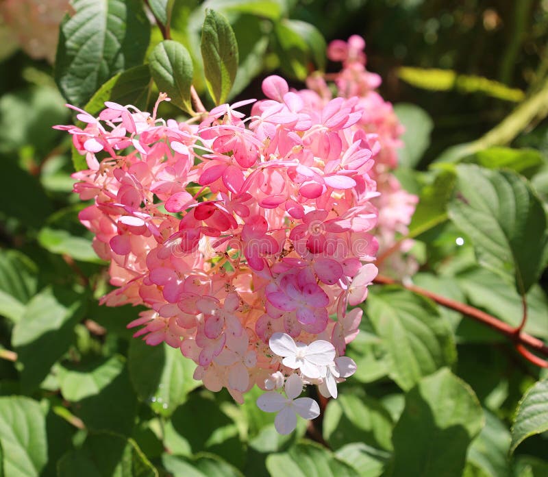 Hydrangea (common Names Hydrangea or Hortensia) Stock Image - Image of ...