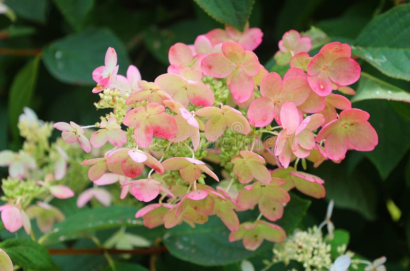 Hydrangea (common Names Hydrangea or Hortensia) Stock Image - Image of ...