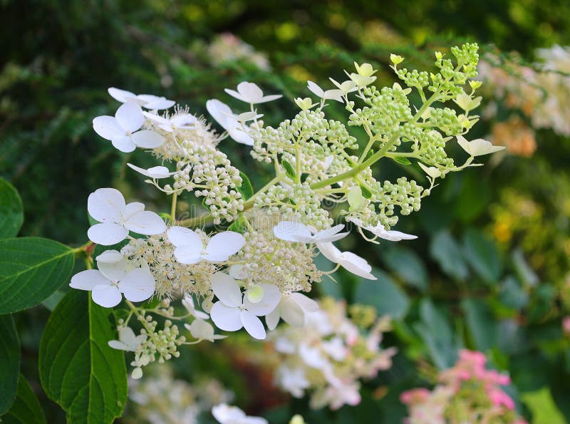 Hydrangea (common Names Hydrangea or Hortensia) Stock Photo - Image of ...