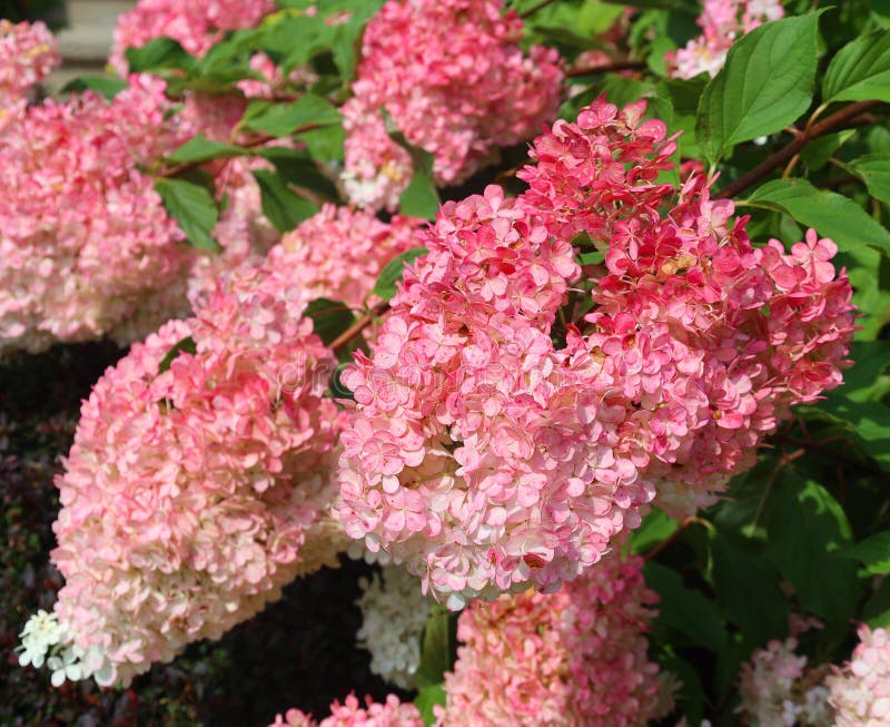Hydrangea (common Names Hydrangea or Hortensia) Stock Photo - Image of ...
