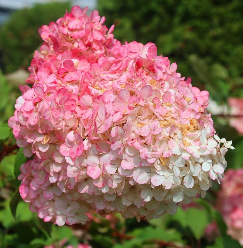 Hydrangea (common Names Hydrangea or Hortensia) Stock Photo - Image of ...