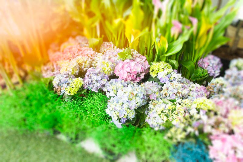 Hydrangea coral stock image. Image of season, garden - 100483089