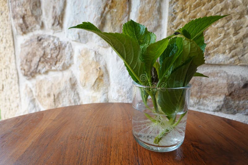 Hydrangea Cutting Growing Roots in Water Glass on Wooden Table Stock ...