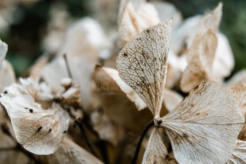 Hydrangea Dead Flowers Super Macro Close-up Stock Image - Image of ...