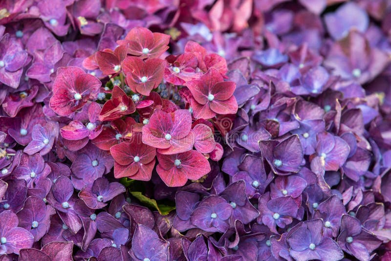 Hydrangea deep purple stock photo. Image of beautiful - 136087876