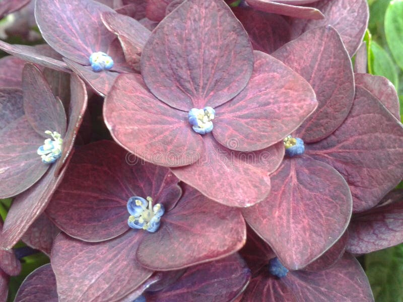 Hydrangea Deep Purple Variety Stock Photo - Image of plant, variety ...