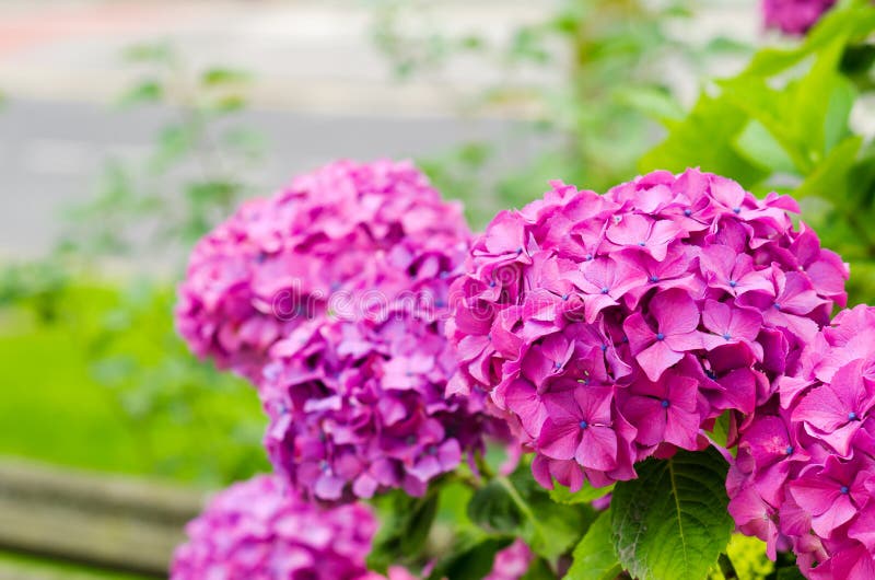 Hydrangea stock image. Image of gardening, lilac, shrub - 30428337