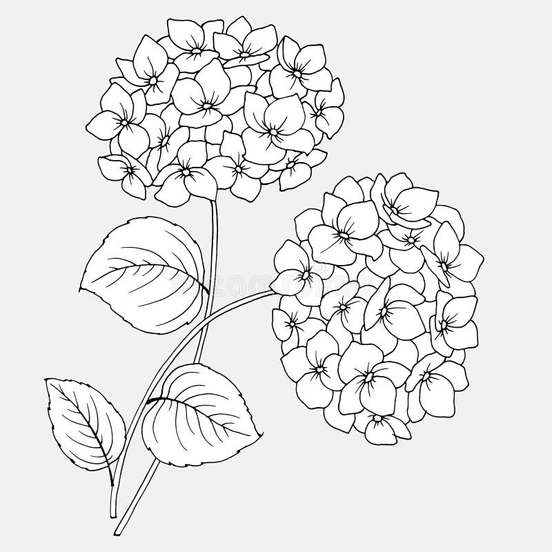 Hydrangea Drawing