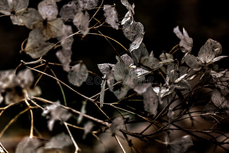 Hydrangea. Dried flowers. stock image. Image of leaf - 90031207