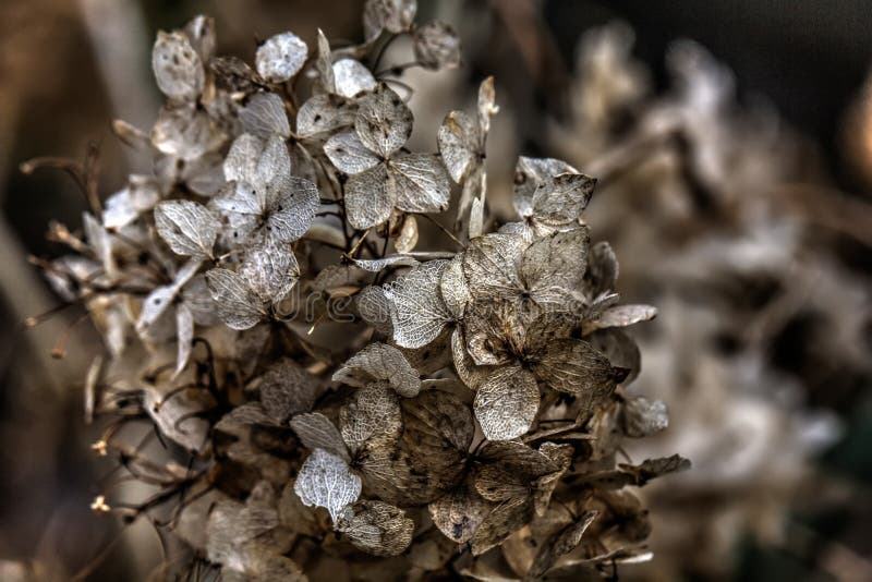 Hydrangea. Dried flowers. stock image. Image of colored - 90031357