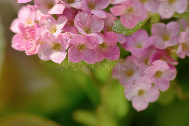 Hydrangea with Drops in the Sunset in the Garden Stock Photo - Image of ...