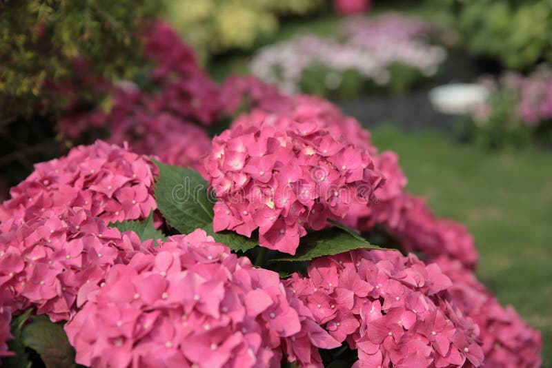 Hydrangea in Early Summer, Photos of Hydrangea in Spring Bloom Stock ...