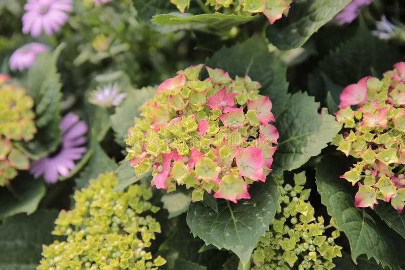 Hydrangea in Early Summer, Photos of Hydrangea in Spring Bloom Stock ...