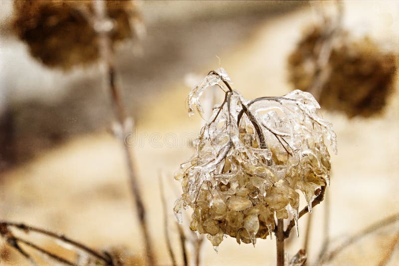 Hydrangea encased in ice stock photo. Image of macro - 46568452