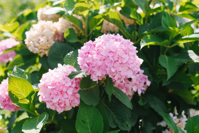 Hydrangea Endless Summer Bailmer Flowers in Summer in the Garden Stock ...