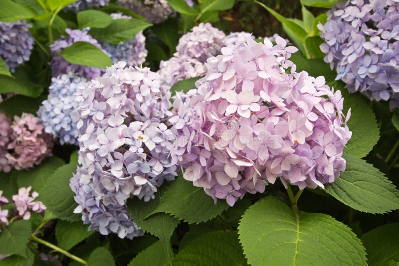 Hydrangea Endless Summer stock photo. Image of hydrangeas - 167002096