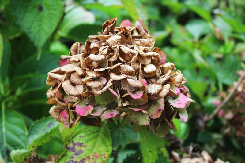 Hydrangea Fading into Fall stock photo. Image of autumn - 87888396